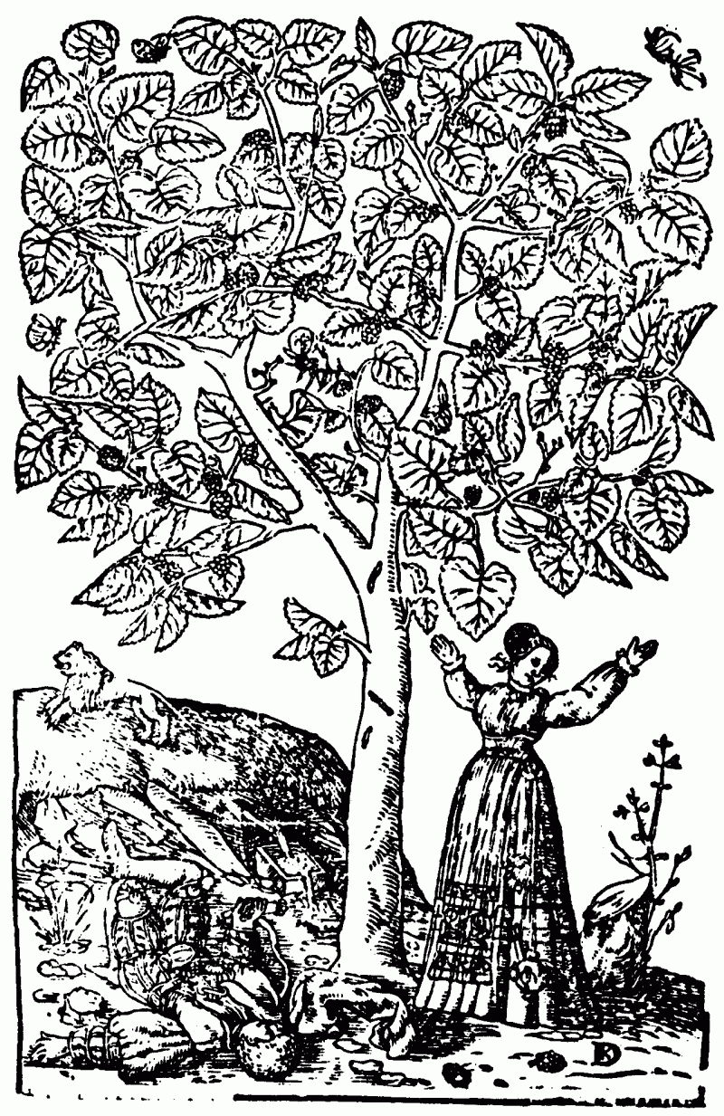 Fehér eperfa (Morus alba L.) | Hieronymus Bock Gyógynövényismereti Iskola